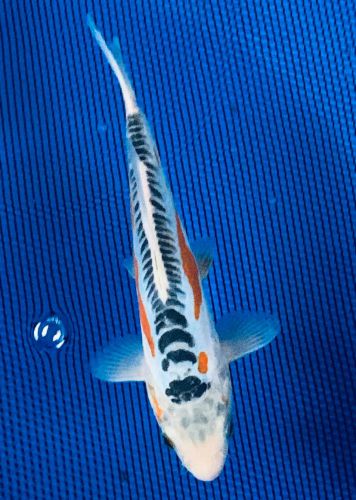 - The Koi Tank, Wales WI