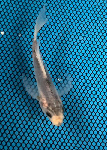 - The Koi Tank, Wales WI