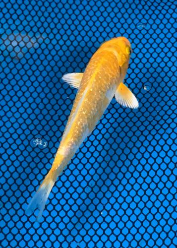 - The Koi Tank, Wales WI